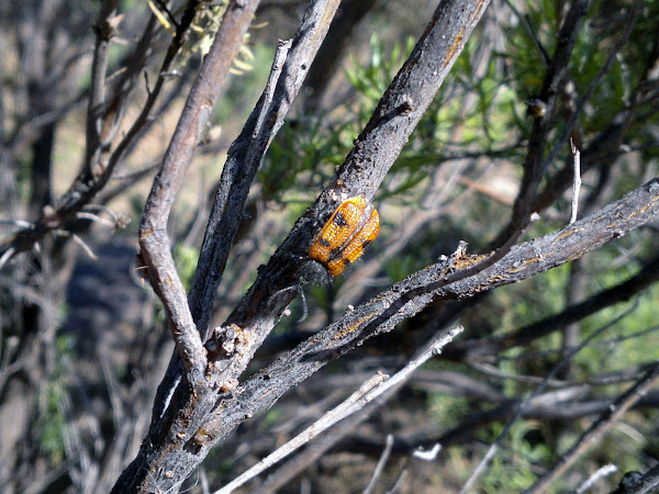 Pololo Común | Project Noah