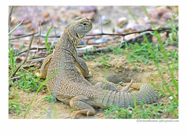 spiny tail lizard | Project Noah