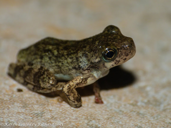 Cope's gray tree frog (juvenile) | Project Noah