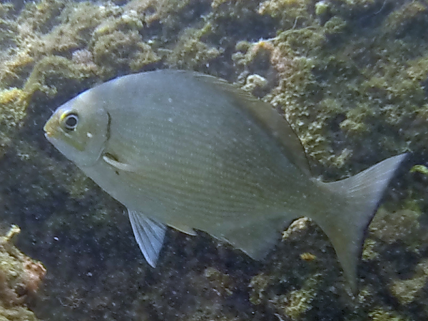 Hawaiian Chub | Project Noah