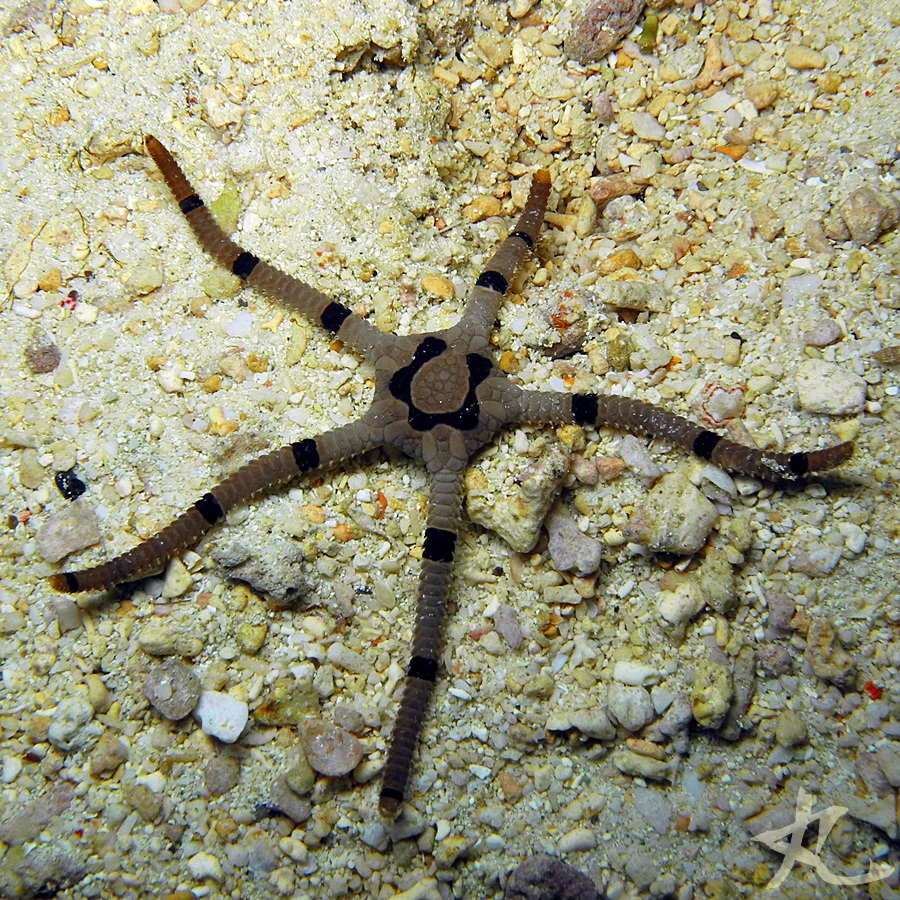 Banded Brittle Star | Project Noah
