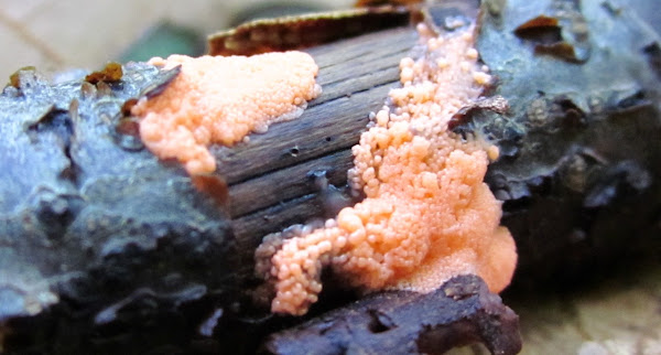 red raspberry slime mold plasmodium ! | Project Noah