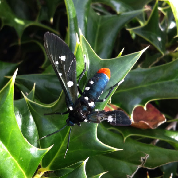 Polka-Dot Wasp Moth | Project Noah