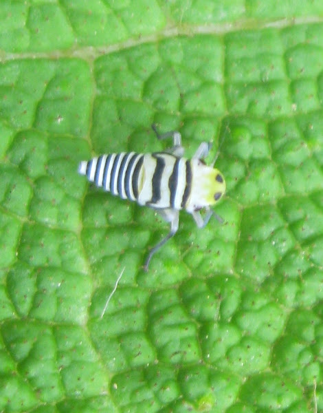 Leafhopper nymph | Project Noah