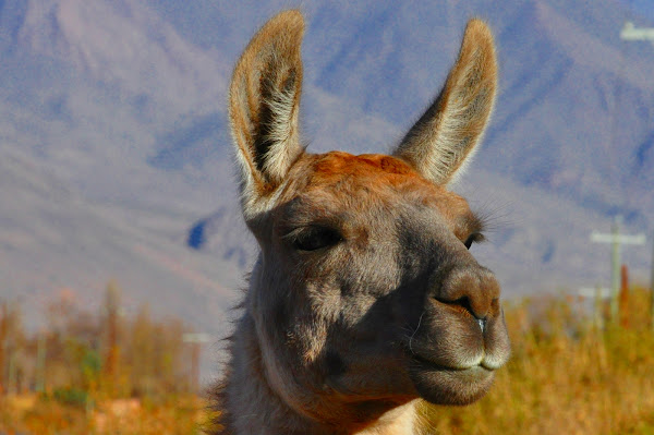 Llama | Project Noah