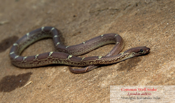 Common Wolf snake | Project Noah