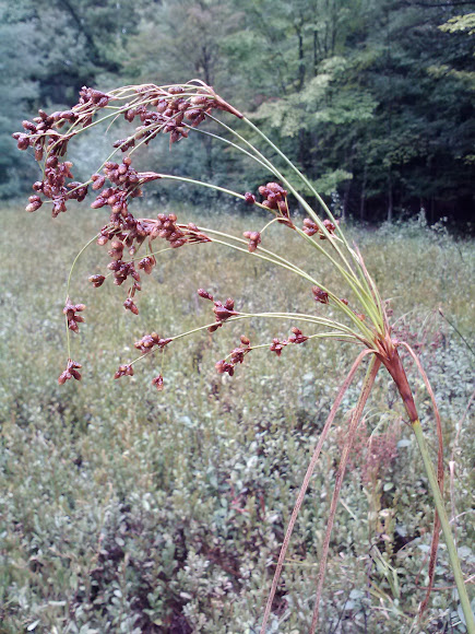 northeastern bulrush | Project Noah