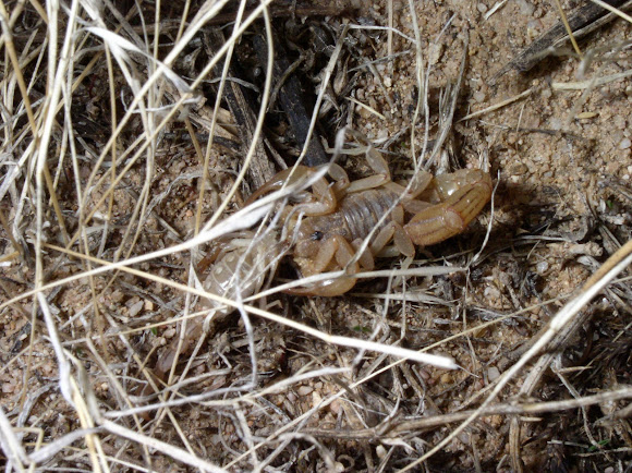 Striped tail scorpion | Project Noah