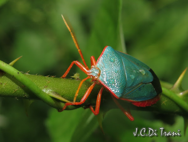 Blue Stink bug | Project Noah