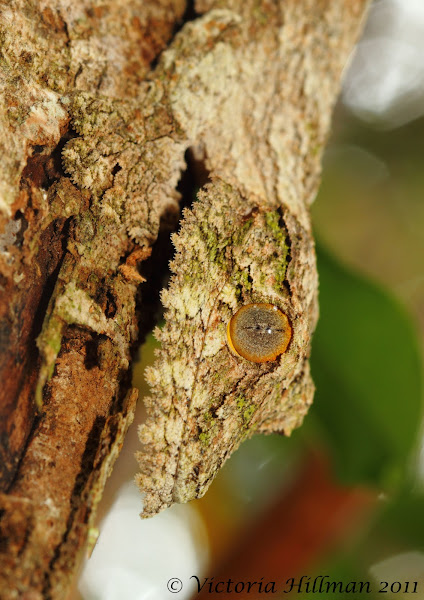 Mossy leaf-tailed gecko | Project Noah