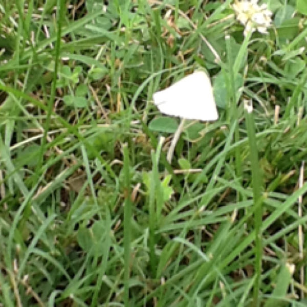 White Dunce's Hat | Project Noah