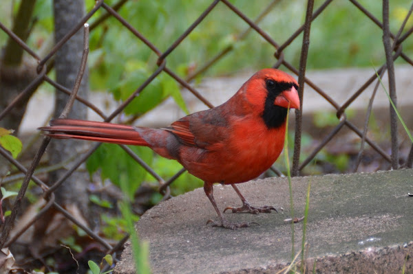 Northern Cardinal | Project Noah