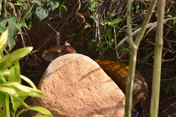 Agouti/Guatusa | Project Noah