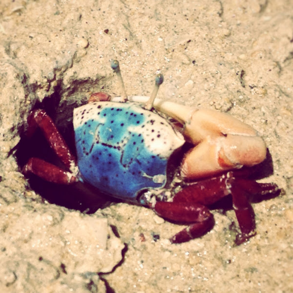 Fiddler crab | Project Noah