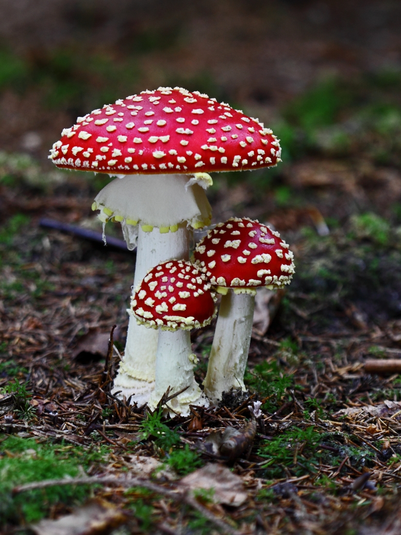 Fly agaric | Project Noah