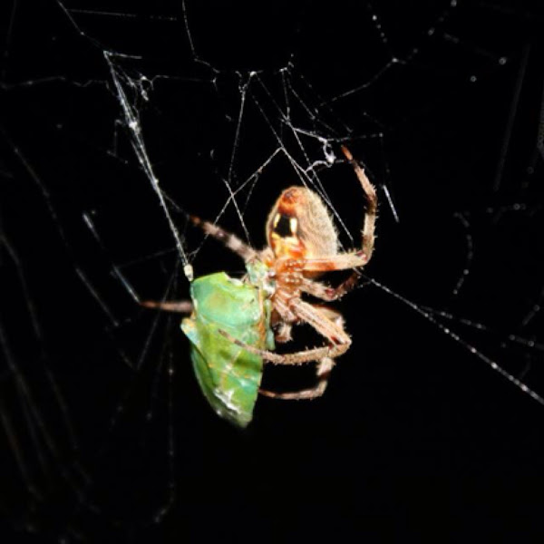 Spotted Orb Weaver | Project Noah