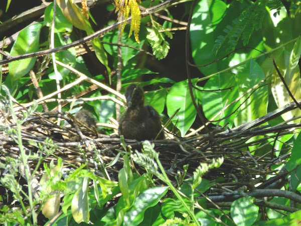 Hoatzin chicks | Project Noah