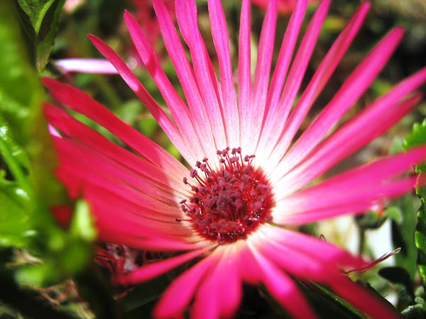 Vygie | Project Noah