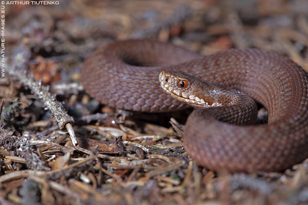 Common Adder | Project Noah