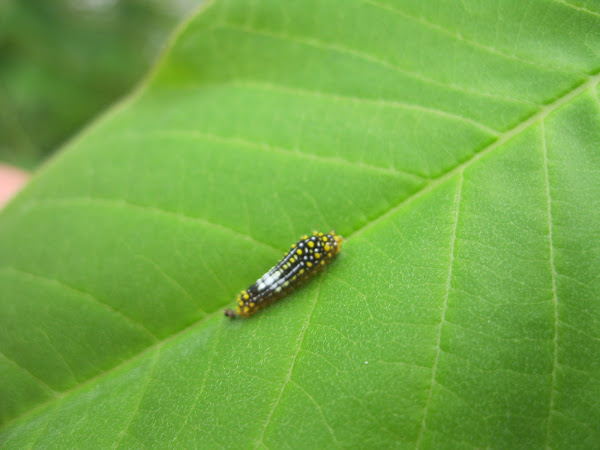Mimoides Swallowtail Caterpillar | Project Noah