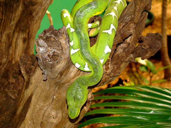 Emerald Tree Boa | Project Noah