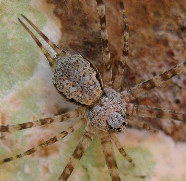 Tree Trunk Spider | Project Noah