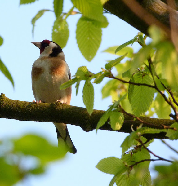 Goldfinch | Project Noah