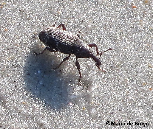 Snout beetle or weevil | Project Noah