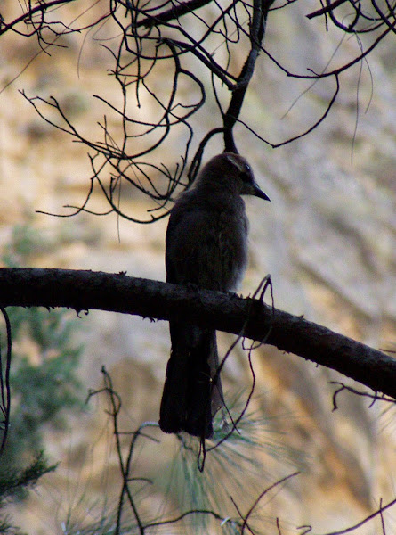 Eurasian jay | Project Noah