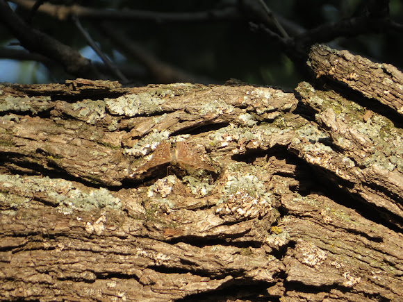 Hackberry Emperor | Project Noah