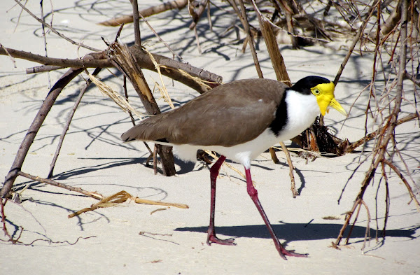 Masked Lapwing | Project Noah