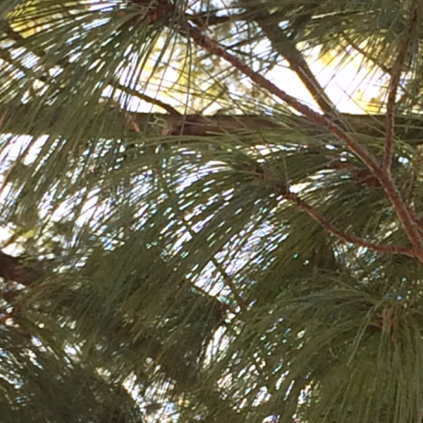 White pine | Project Noah