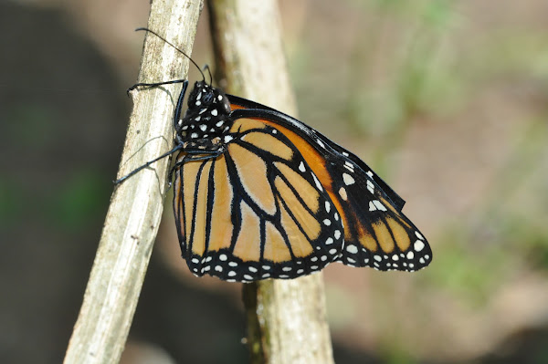 Monarch Butterfly | Project Noah