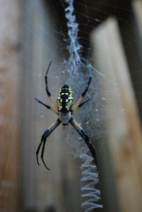 Writing Spider | Project Noah