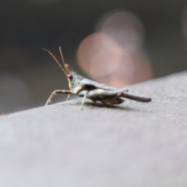 Pyrgomorpha conica | Project Noah