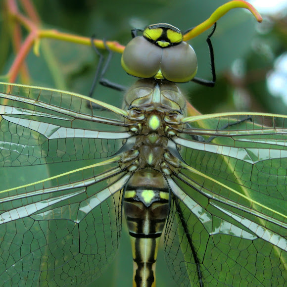 Australian Emperor | Project Noah