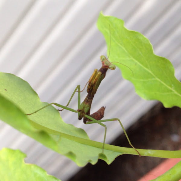 Carolina Mantis, nymph | Project Noah