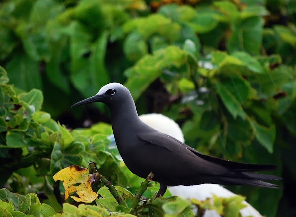 White-capped Noddy | Project Noah