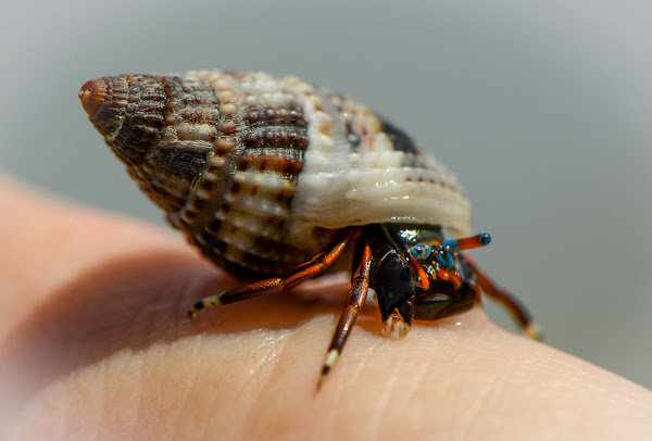 Dwarf Zebra Hermit Crab | Project Noah