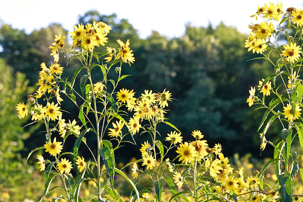 plants | Project Noah