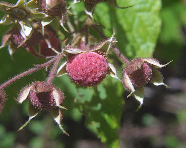 Purple-flowering Raspberry | Project Noah