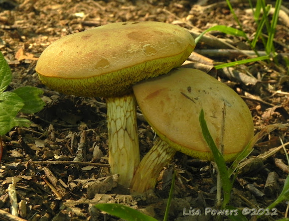 Bolete Mushroom | Project Noah