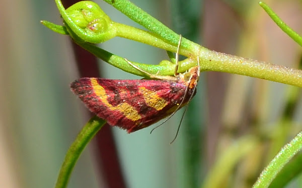 Coffee-loving Pyrausta Moth | Project Noah