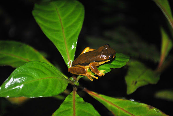 Yellow Hourglass Treefrog | Project Noah