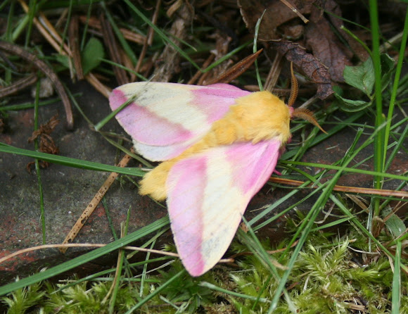 Rosy Maple Moth | Project Noah