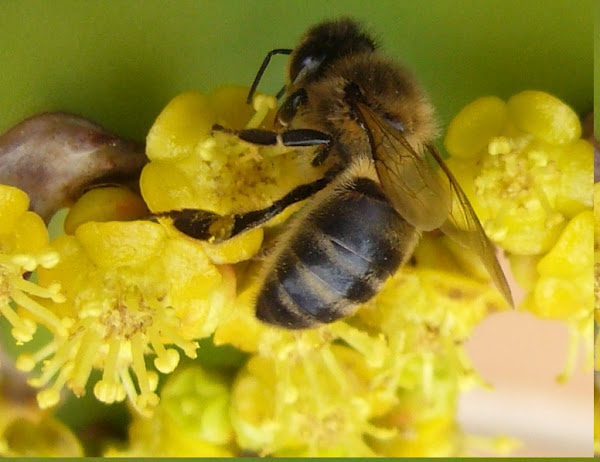 Abeja | Project Noah