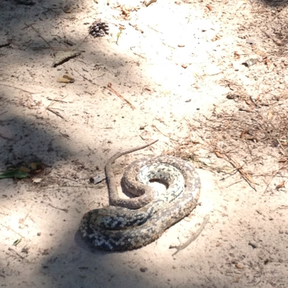 Buttermilk racer | Project Noah