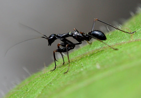 Ant mimic mantis nymph | Project Noah