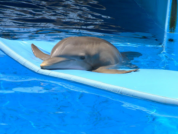 Bottle Nose Dolphin | Project Noah