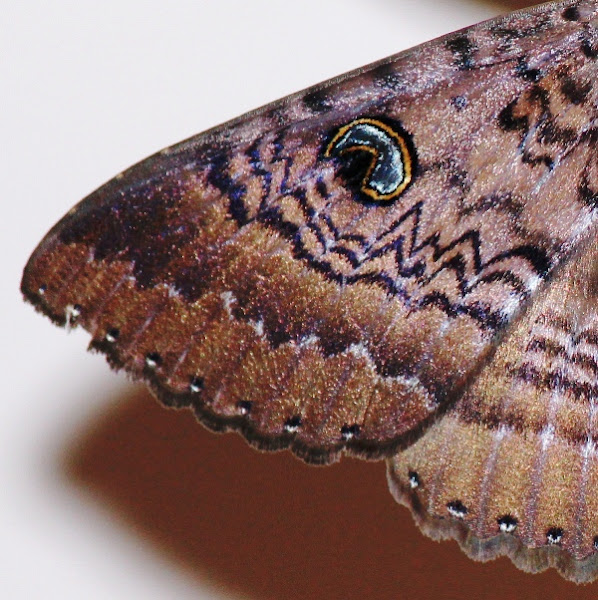 Northern Old Lady Moth | Project Noah